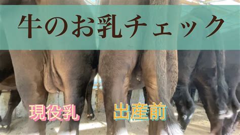 12月出産予定の牛のお乳チェック YouTube