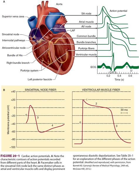 Cardiac Action Potentials