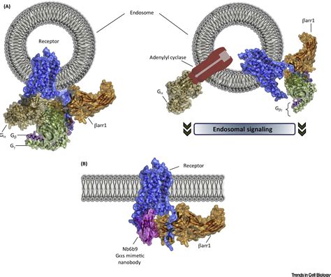 Novel Structural Insights Into Gpcr Arrestin Interaction And