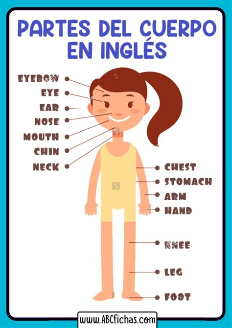 Vocabulario de Las Partes del Cuerpo en Inglés