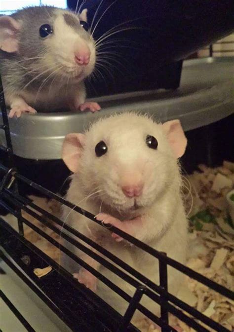 Rat Cage Setup Ideas Tips Photos Artofit
