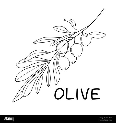 Olive Branch Vector In Doodle Sketch Style Black Minimal Single Line