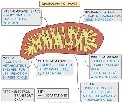Ib Dp Biology Hl Skills Cell Respiration