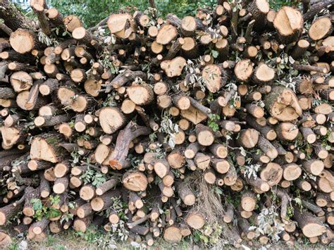 Free Images Tree Nature Rock Wood Texture Leaf Flower Trunk