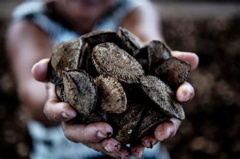 Estudo avalia aspectos econômicos e mercadológicos da Castanha da Amazônia