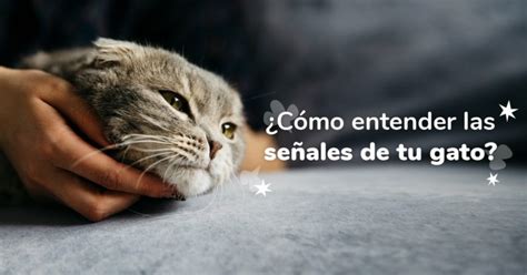 Cómo entender las señales de tu Gato Arena para Mascotas