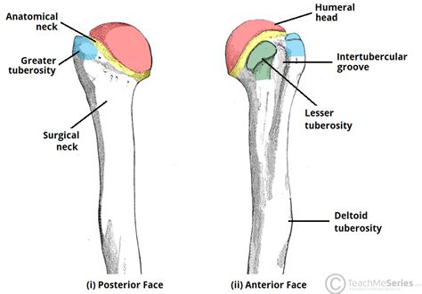 Humeral Shaft Fracture TeachMeSurgery