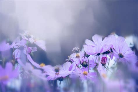 Tổng Hợp Purple Nature Background Đẹp Sáng Tạo Miễn Phí