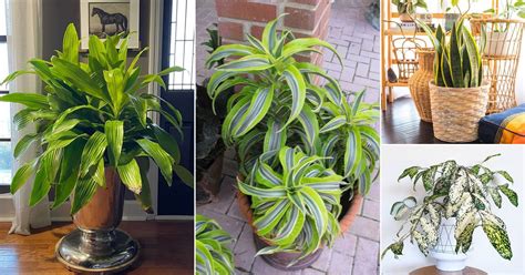 36 Best Dracaena Varieties For Indoors Types Of Dracaena Houseplants