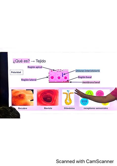 Tejido Epitelial Resumen Histologia Studocu