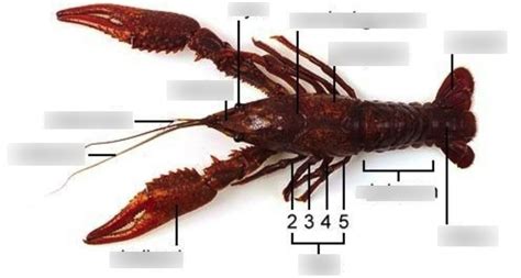 Bi0 1500 Lab Crayfish Diagram Diagram Quizlet