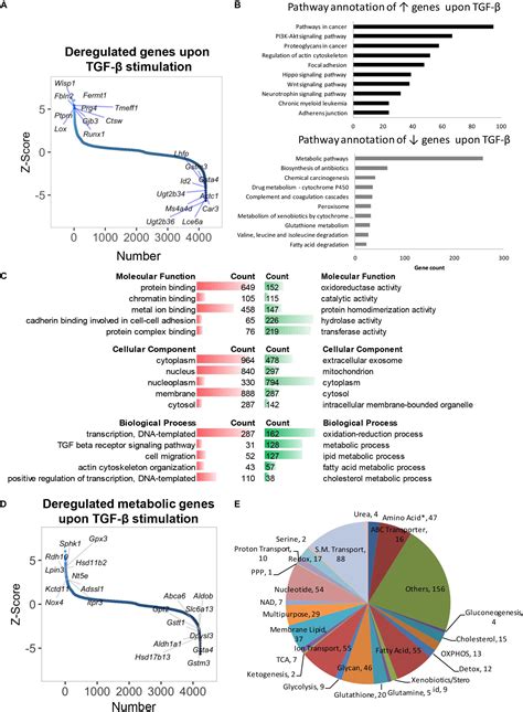 Frontiers Caveolin 1 Impacts on TGF β Regulation of Metabolic Gene