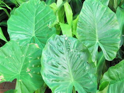 How To Propagate Elephant Ear Plants In 4 Easy Steps