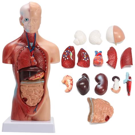 Anatomia 3D And 2D Art ShareCG