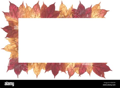 Autumn Leaves Isolated On White Background Stock Photo Alamy