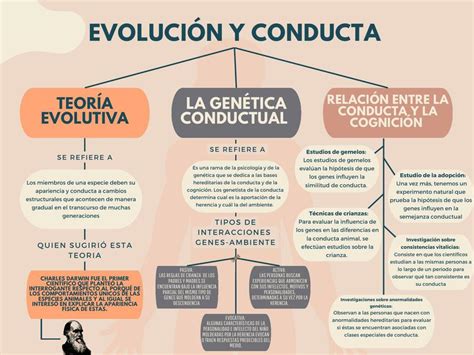 Mapa Conceptual Conducta Y Evolucion Psico Apuntes UDocz