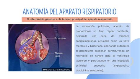 Farmacología del Aparato Respiratorio Linda Milena León Gómez uDocz