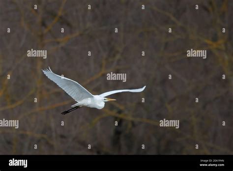 Grande Aigrette Blanche Ardea Alba En Vol Banque De Photographies Et D