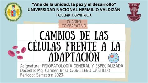 Cambios Y Adaptaciones Celulares Obstetriciaverso Unheval Udocz