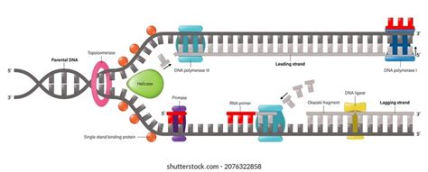 40 Dna Replication Simple Diagram ZeekZabeen