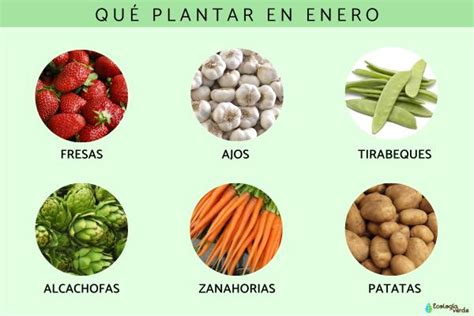 Qué plantar en enero Guía práctica