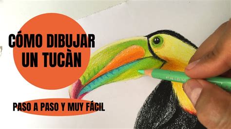 Cómo Dibujar Un Tucán Pico Iris Realista Paso a Paso YouTube
