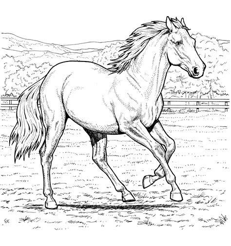Disegni Da Colorare Cavallo In Una Fattoria