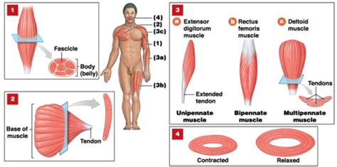 Anatomy And Physiology 1 Ch 10 Muscular System Flashcards Quizlet