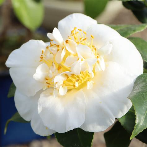 Camellia Japonica Nobilissima Subtropische Bonsai Bonsai Indoor
