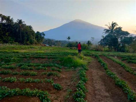 Tanah Sawah View Gunung Dijual