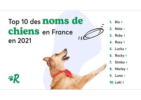Voici Les Noms De Chiens Les Plus Populaires Cette Ann E Fun Radio