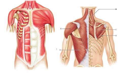 Muscles Of Torso Diagram Diagram Quizlet