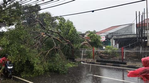 18 Pohon Di Jakarta Tumbang Akibat Hujan Angin Timpa Rumah Hingga Rel