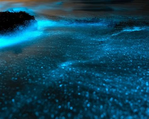 Bioluminescent Bay Puerto Rico 3 Brightest Spots To See Snorkel And