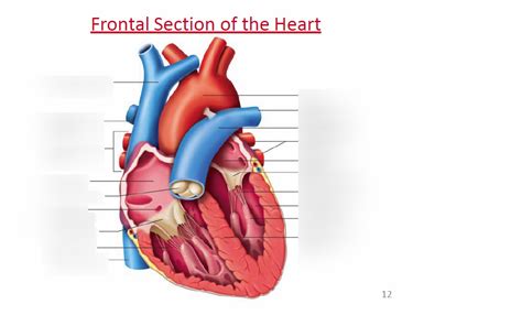 Frontal Section Of The Heart Part 1 Diagram Quizlet
