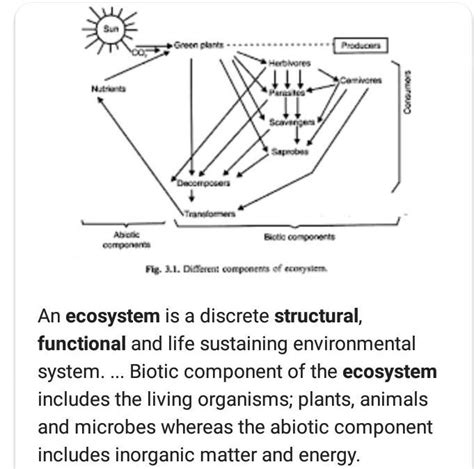 ecosystem definition structure factors types function