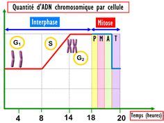Meilleures Id Es Sur Mitose En Cycle Cellulaire Biologie