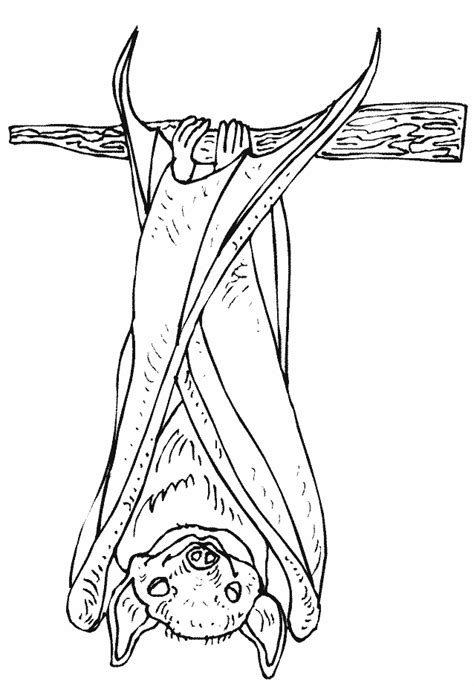 S Lection De Coloriage Chauve Souris Imprimer Sur Laguerche Page