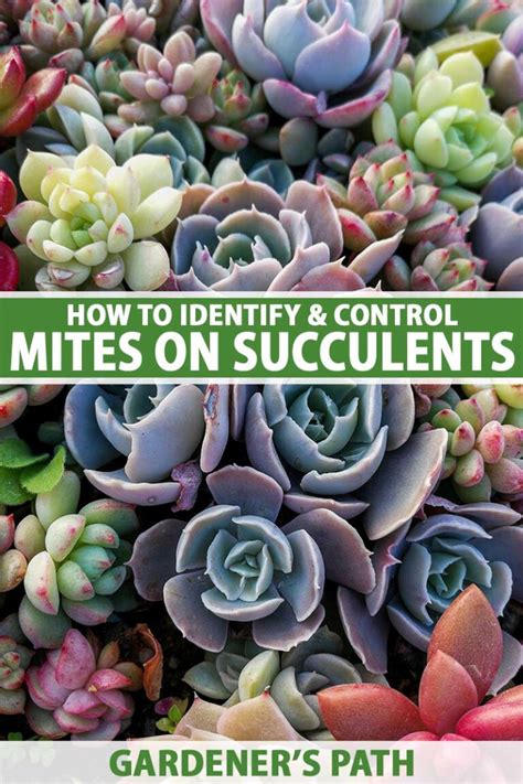 How To Identify And Control Mites On Succulents Gardeners Path