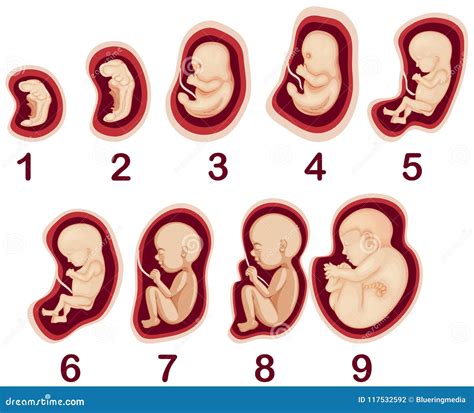 Un Vector Del Desarrollo Del Embri N Humano Ilustraci N Del Vector