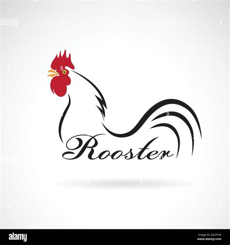 Vector de un gallo sobre fondo blanco Animales de granja Ilustración