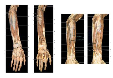 Posterior Forearm Compartment Diagram Quizlet