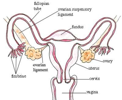 Antenatal Care Module Anatomy And Physiology Of The Female