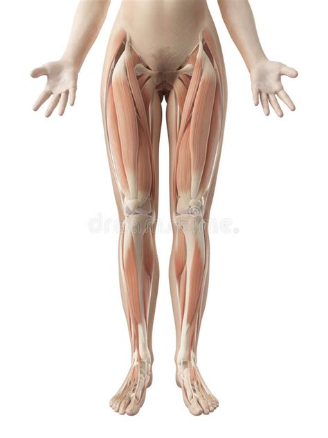 Muscles Anterior Legs Diagram Quizlet