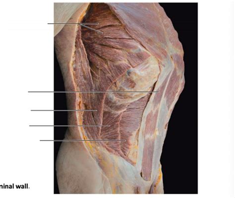 Cadaver Muscles Of Abdomen Diagram Quizlet