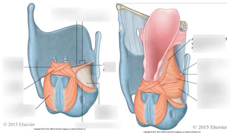 6 Intrinsic Larynx Muscles Diagram Quizlet