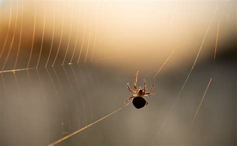 Spinne Spinnennetz Netz Kostenloses Foto Auf Pixabay