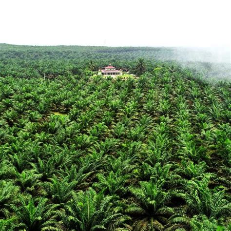 Berita Sawit GAPKI Sebut 4 Faktor Ini Bakal Pengaruhi Industri Sawit