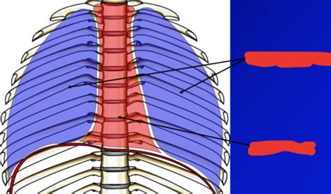Cardio Pulm Midterm Lecture Cardiology Anatomy Flashcards Quizlet