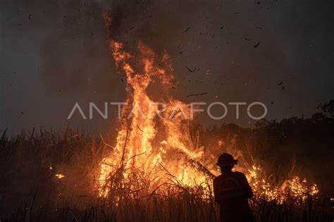 Pemadaman Kebakaran Lahan Di Desa Rambutan ANTARA Foto